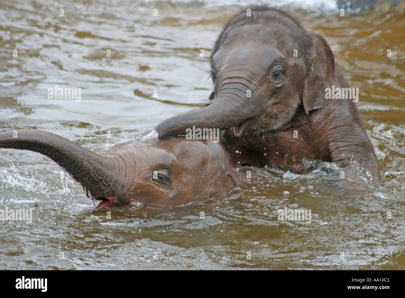 Baby Elephants Playing In Water