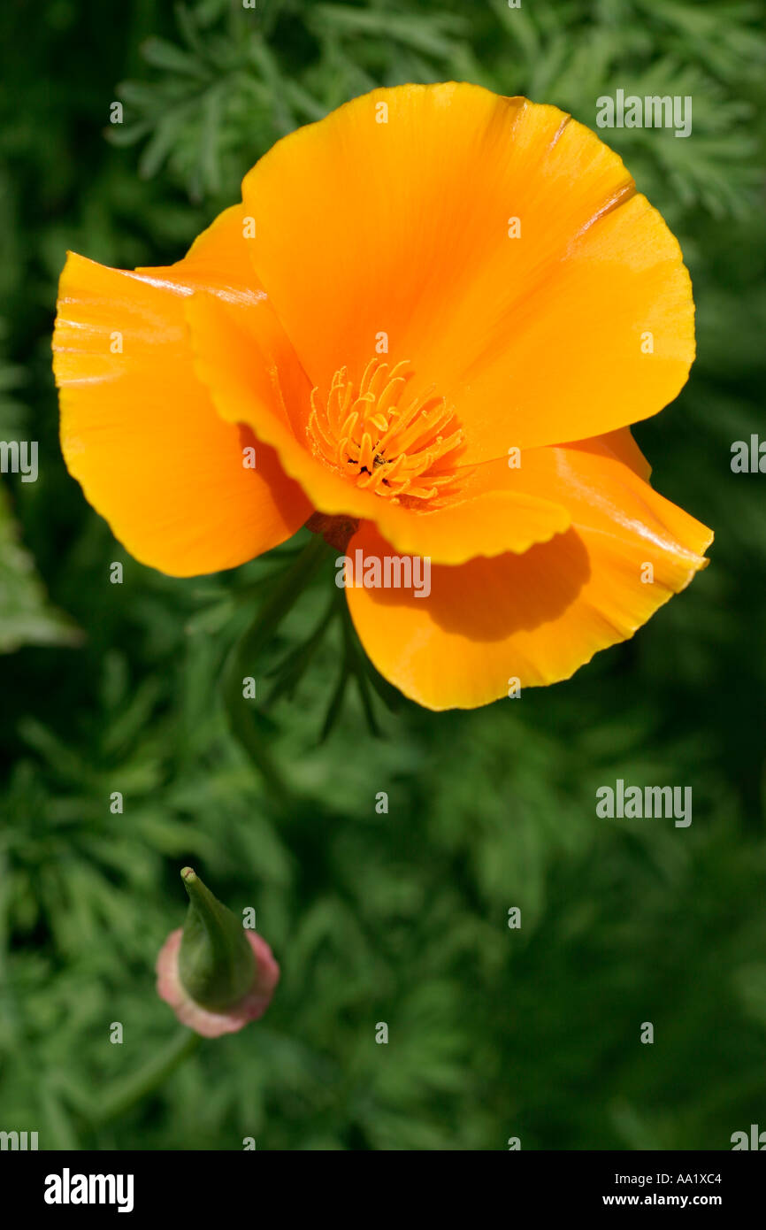 Bright yellow orange californian poppy hi-res stock photography and ...