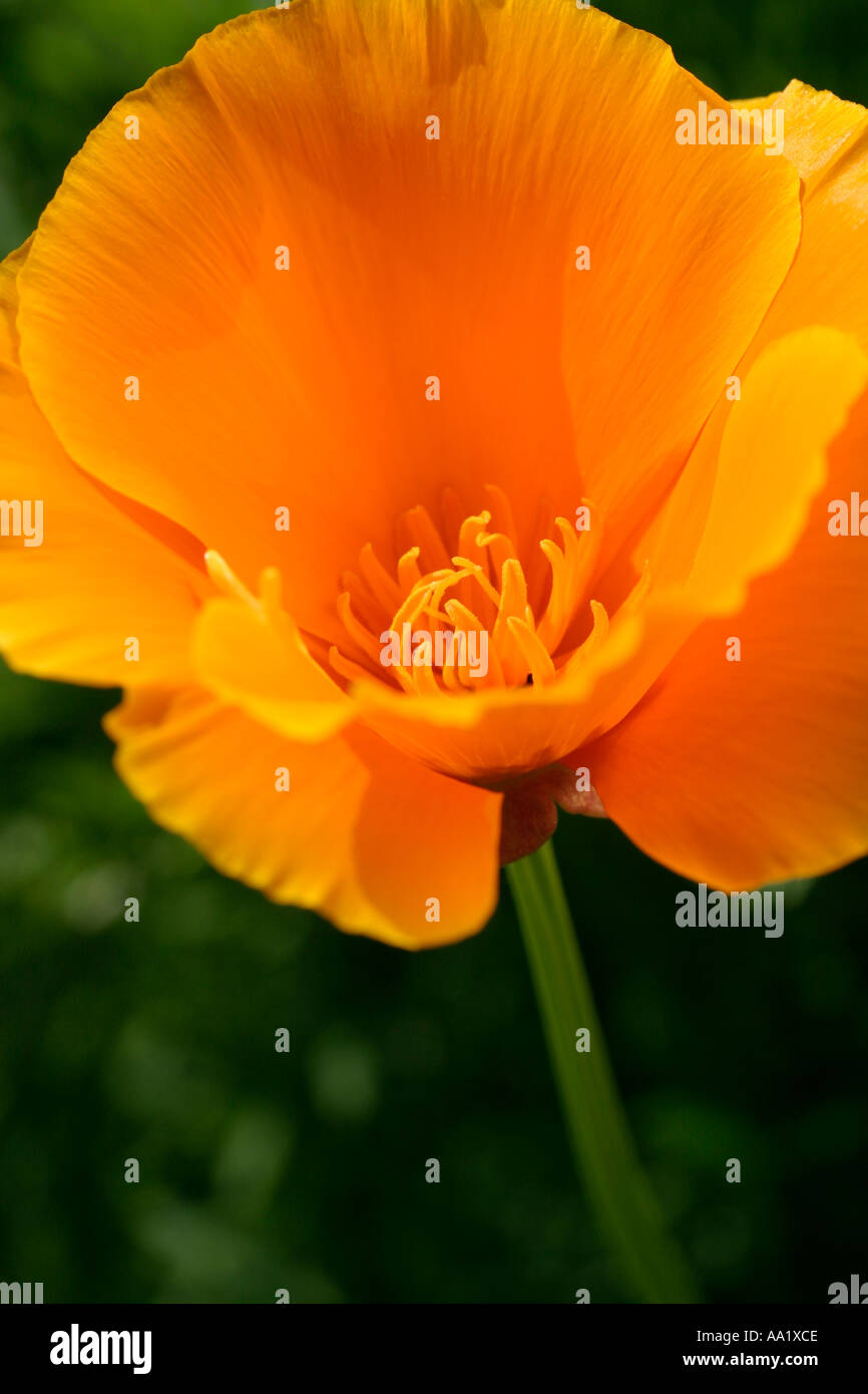 California poppy flower closeup hi-res stock photography and images - Alamy