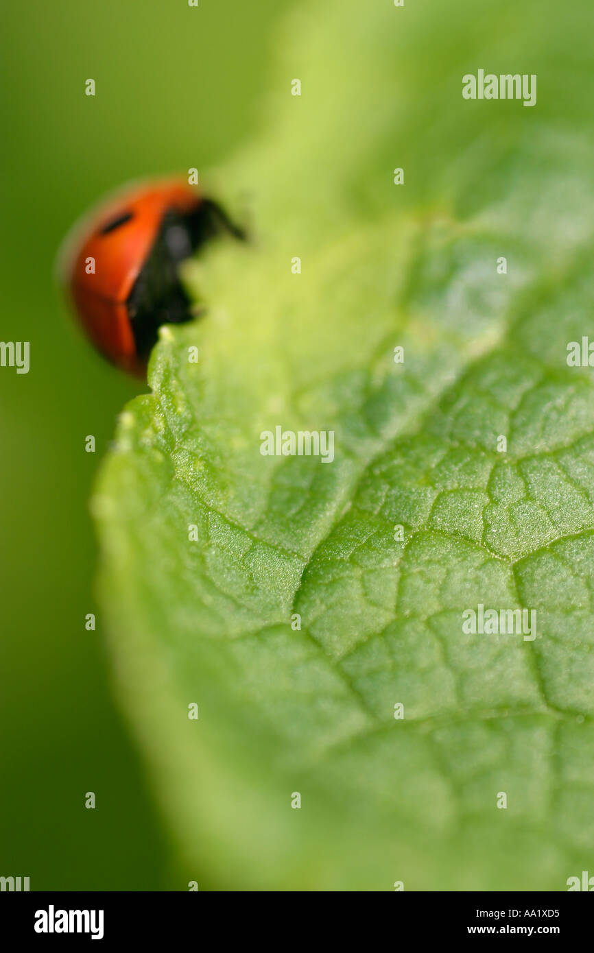 Ladybird leaf hi-res stock photography and images - Alamy