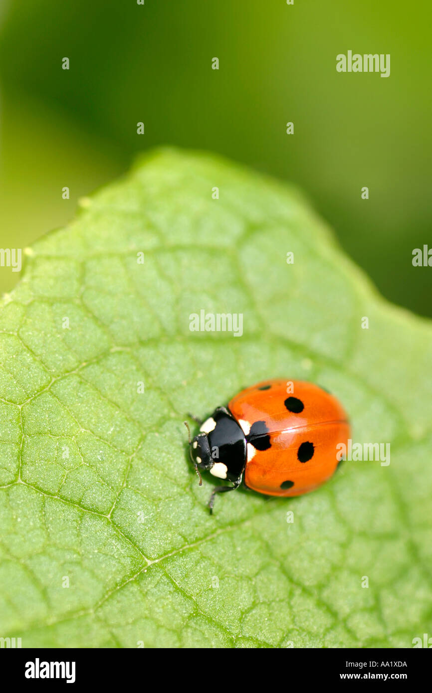 Ladybird like hi-res stock photography and images - Alamy