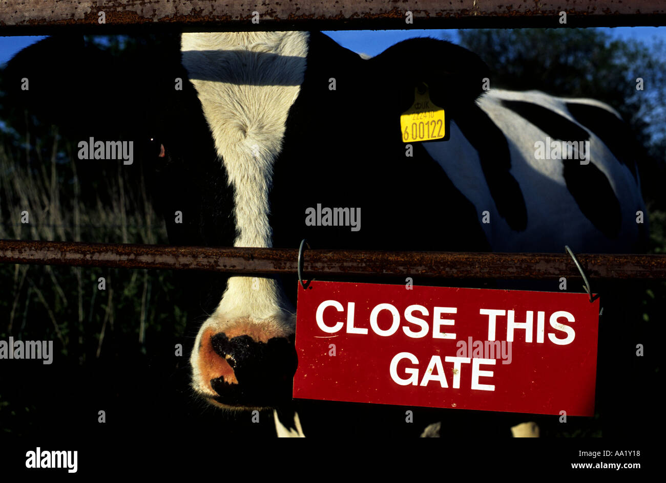 Cattle passport hi-res stock photography and images - Alamy