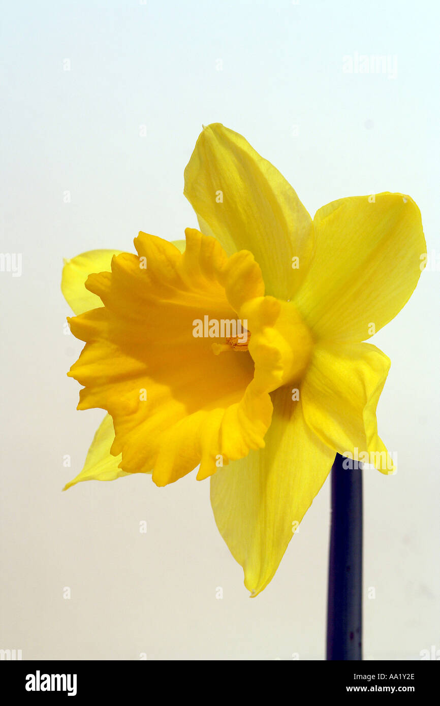 Dafodil hi-res stock photography and images - Alamy