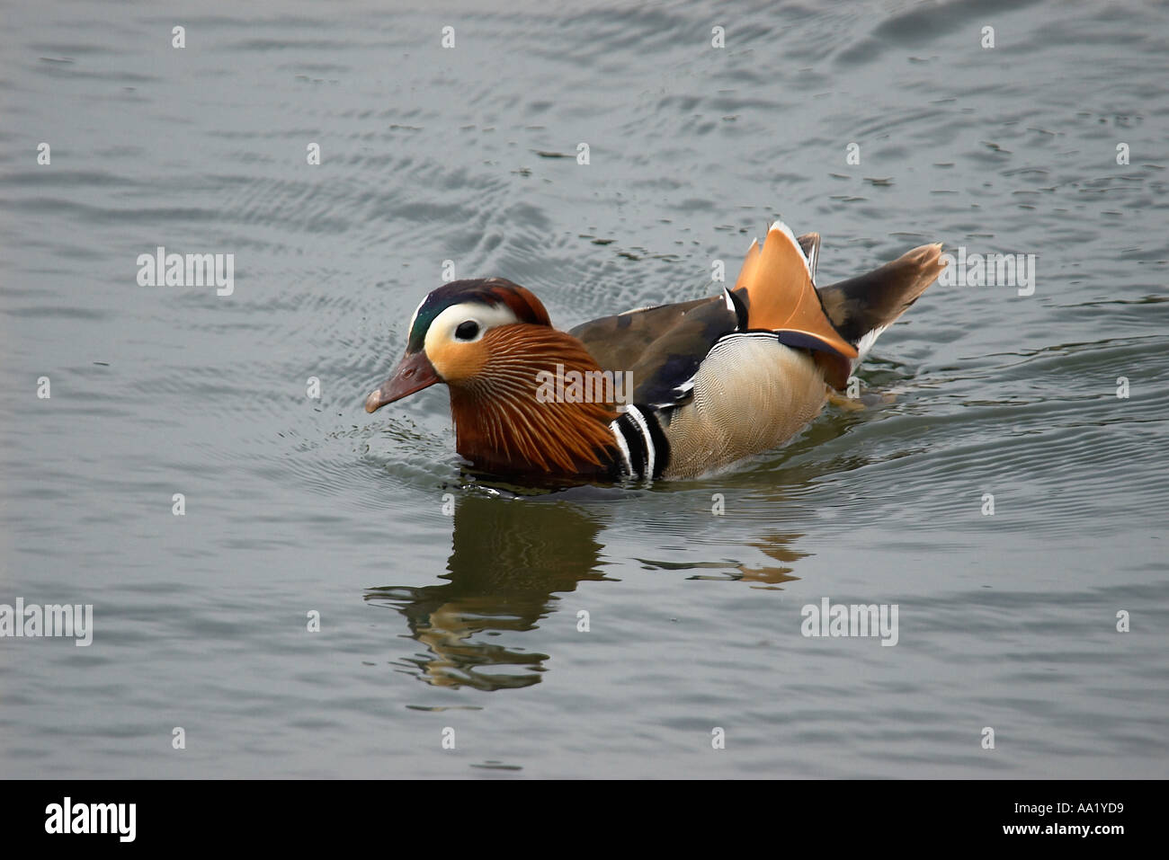 Landscape format of mandarin duck hi-res stock photography and images ...