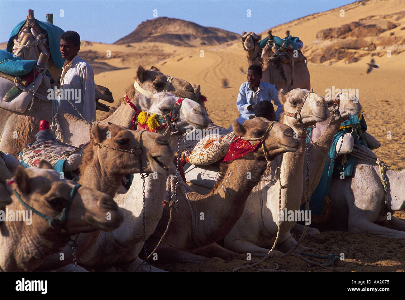 Camel assouan hi-res stock photography and images - Alamy