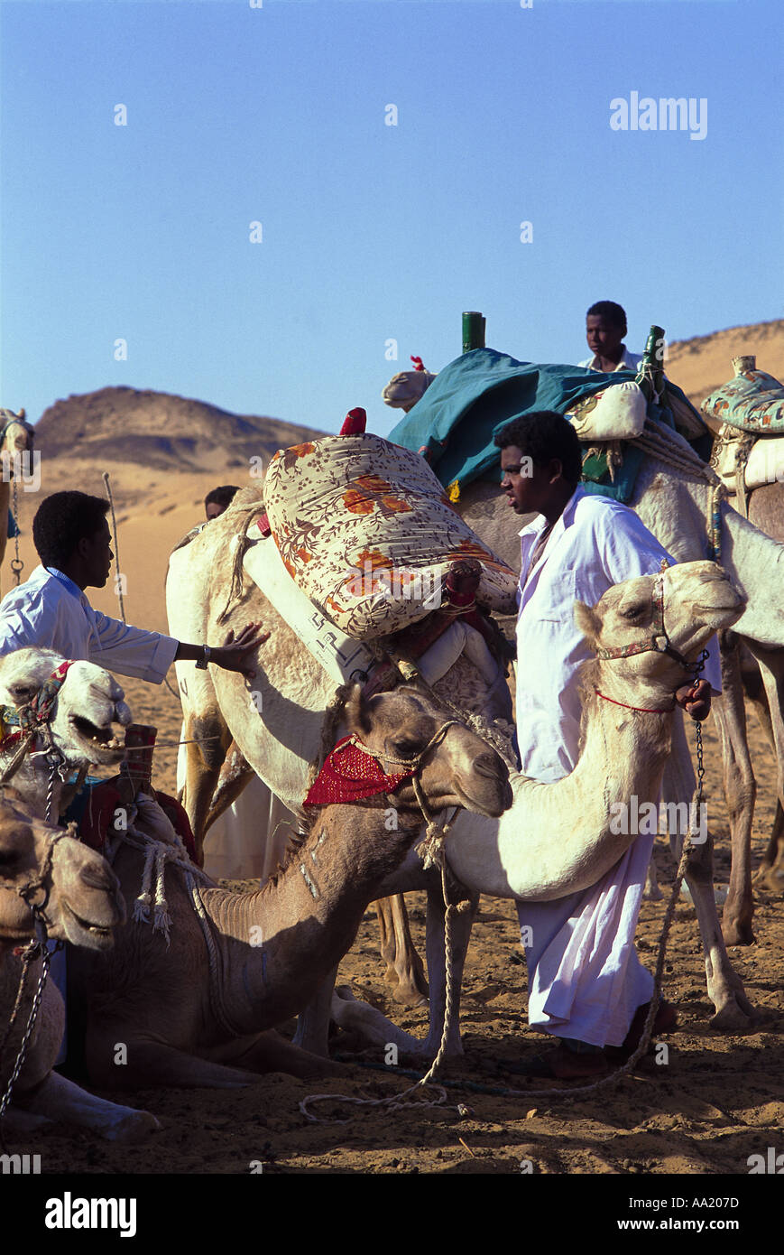 Camel assouan hi-res stock photography and images - Alamy