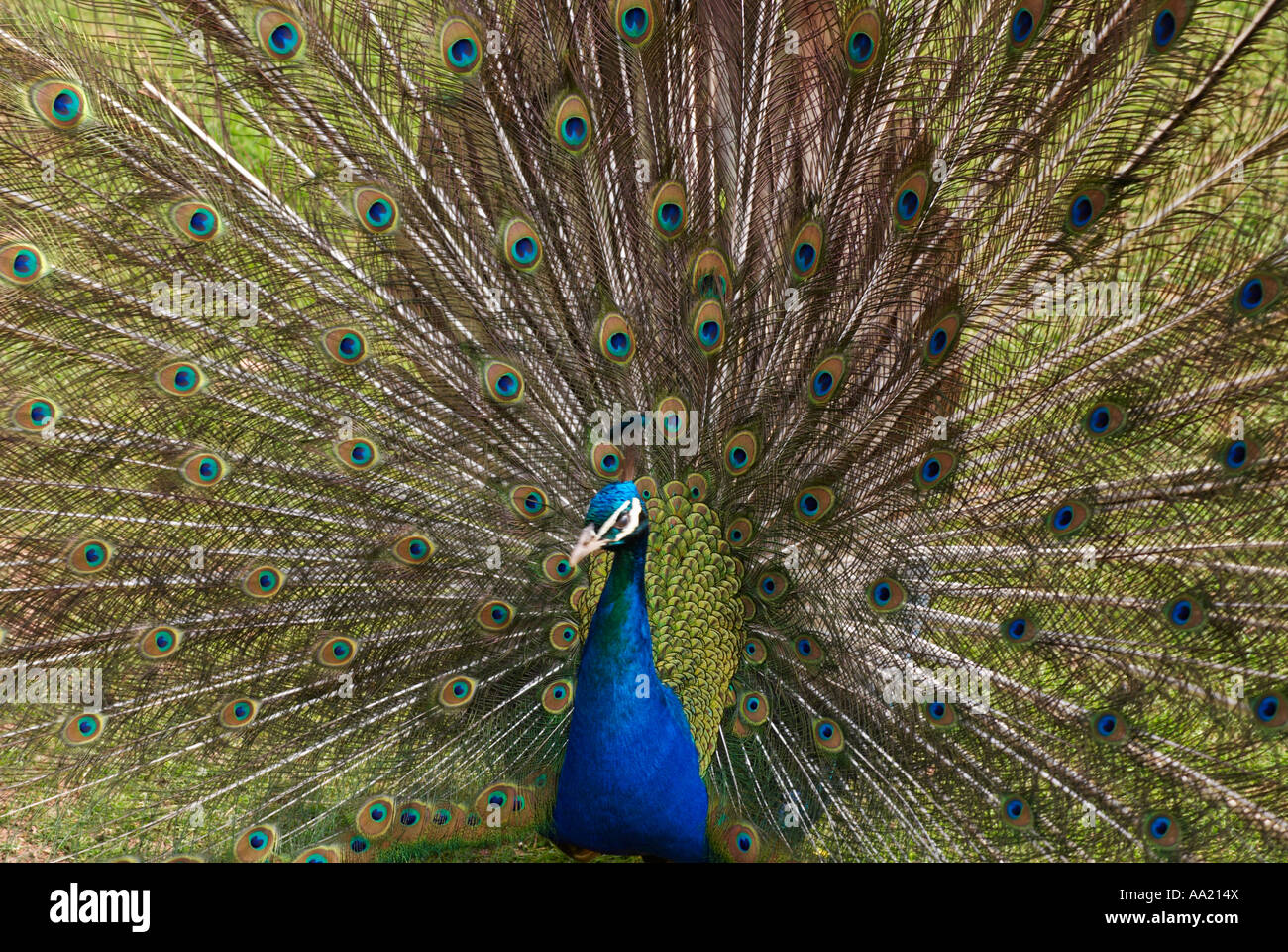 Peacock Feather Display Stock Photo - Alamy