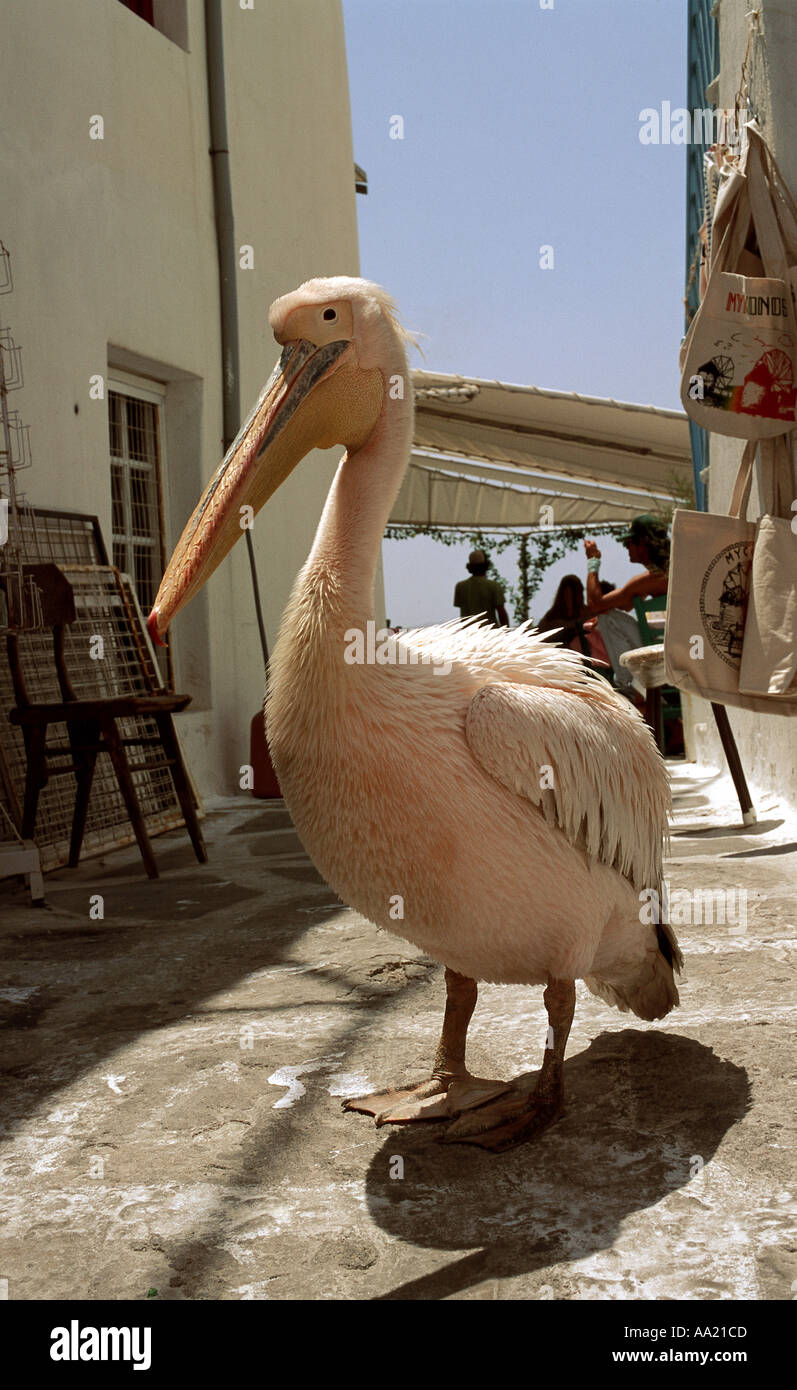 Greece Greek Islands Mykonos Petros Pelican Stock Photo - Alamy