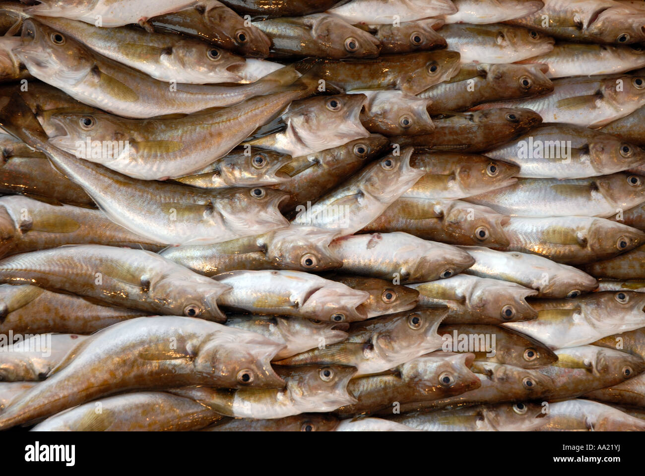 fish close up fish market in istanbul turkey Stock Photo - Alamy