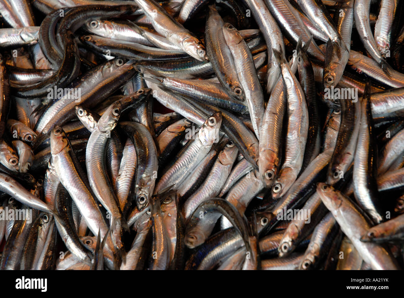 fish close up fish market in istanbul turkey Stock Photo - Alamy