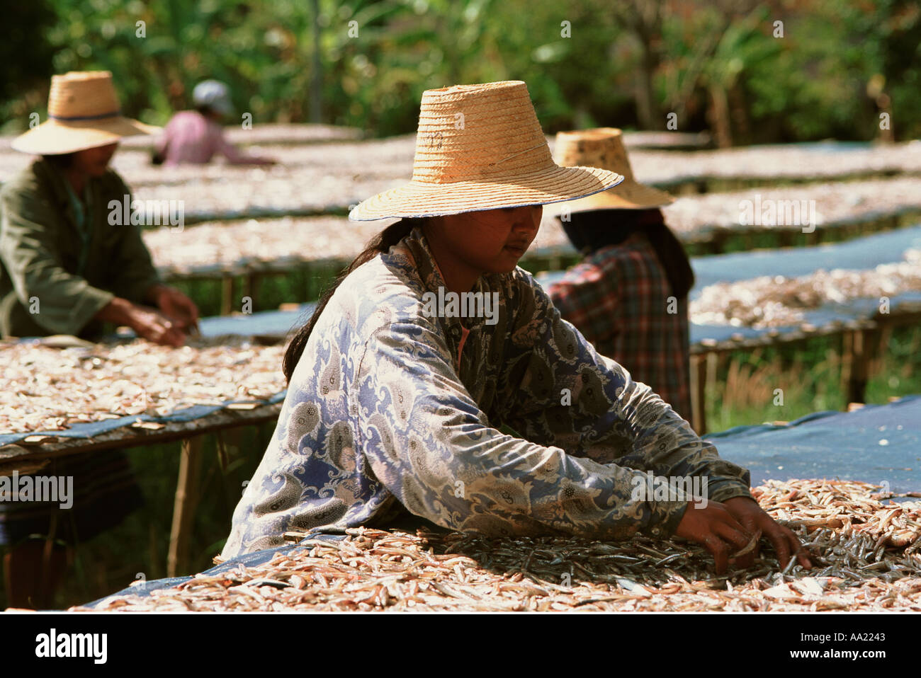 Thailandee hi-res stock photography and images - Alamy