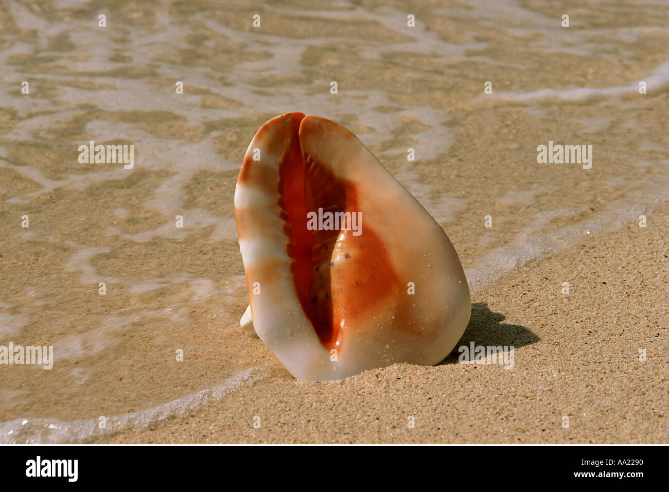 Coquillage Stock Photos & Coquillage Stock Images - Alamy