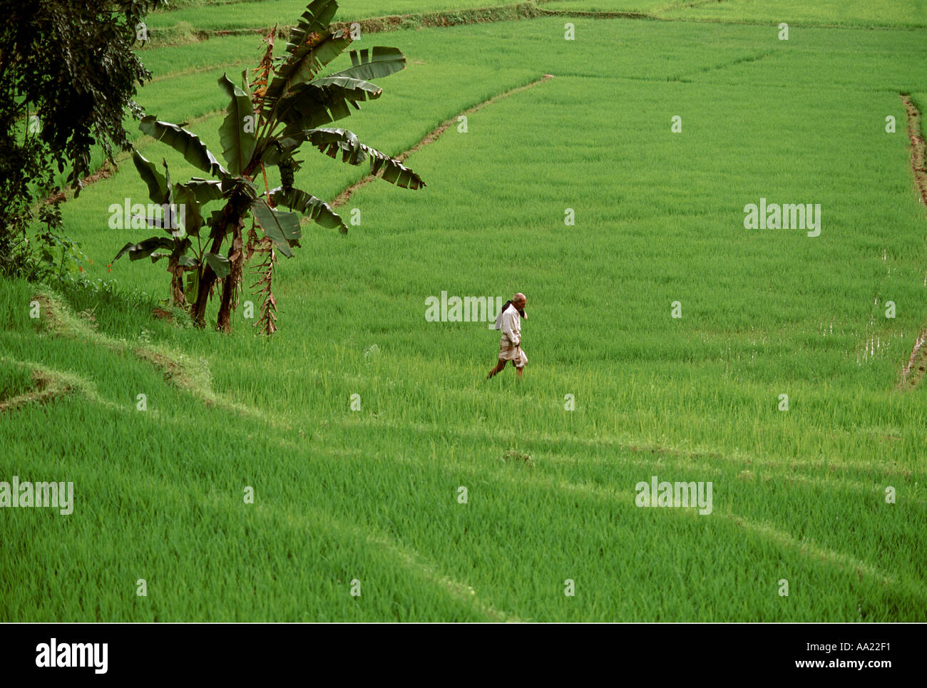 Sri Lanka Kandy Rice Field Stock Photo - Alamy