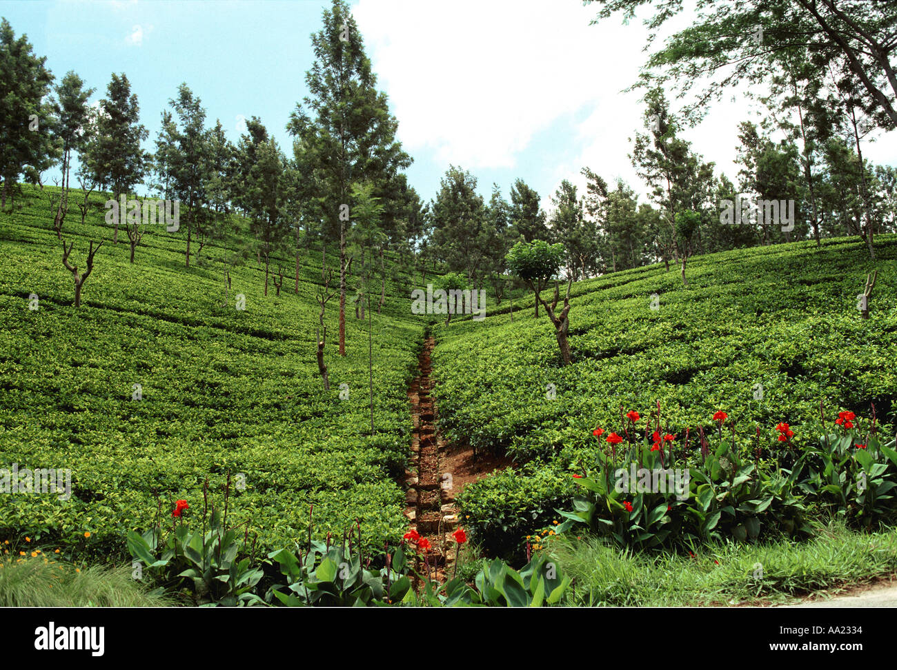 Nuwara eliya thé hi-res stock photography and images - Alamy