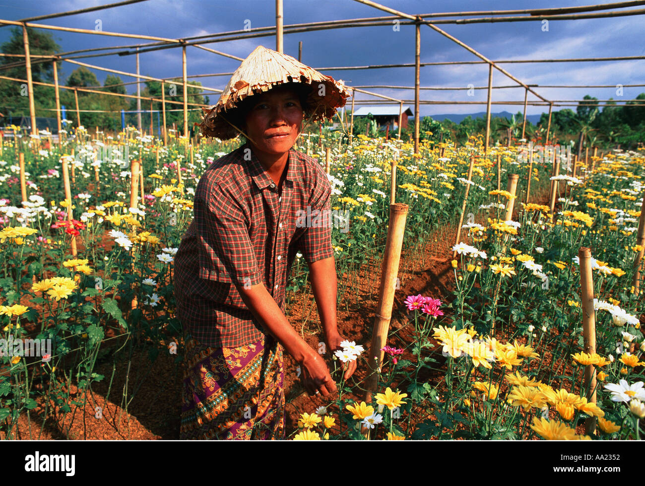 Laos Pakse Flower cultivation Stock Photo - Alamy