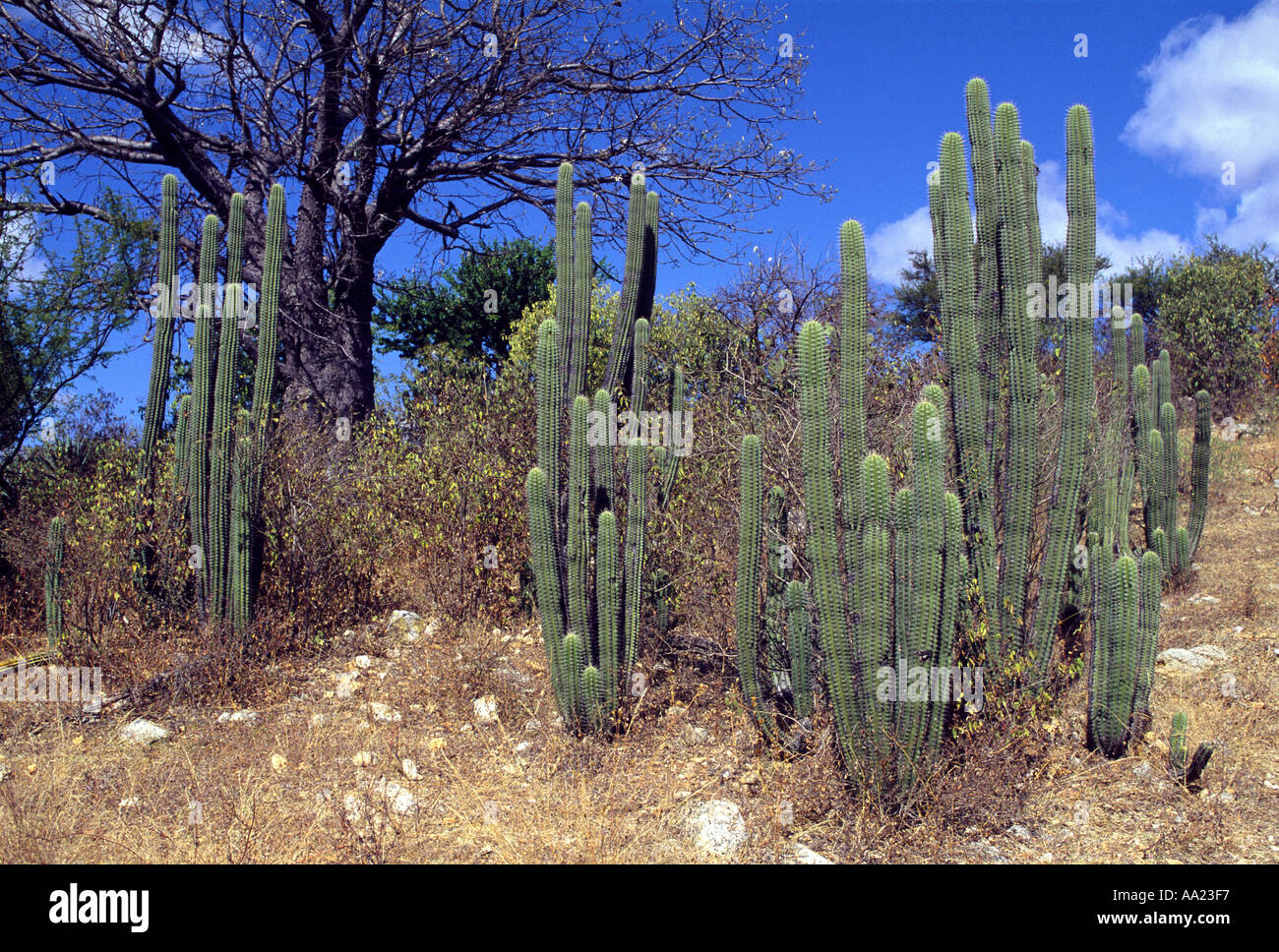 Cancun plage hi-res stock photography and images - Alamy