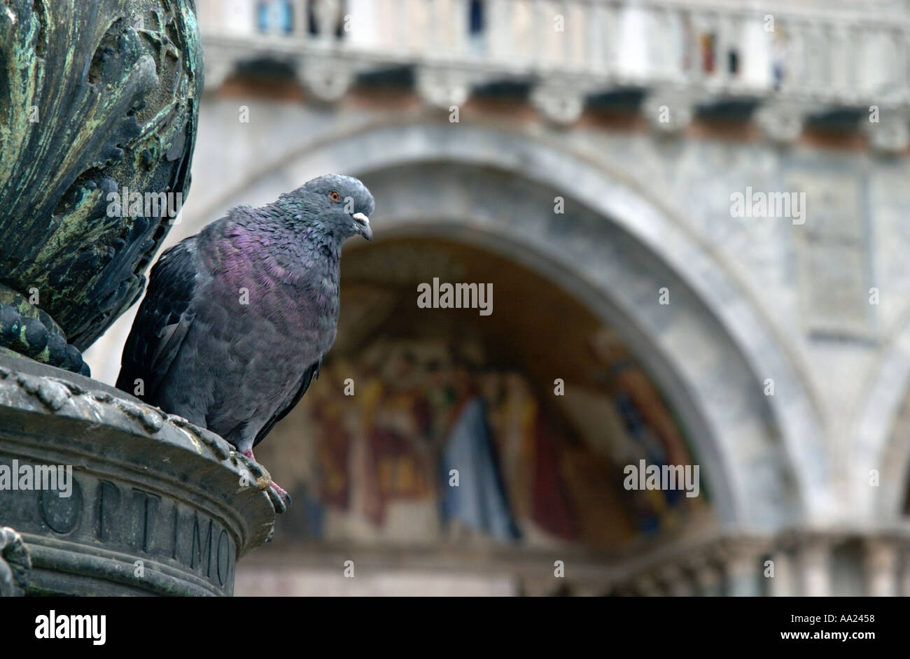 Pigeon outside St Mark's Basilica, Venice, Italy Stock Photo - Alamy