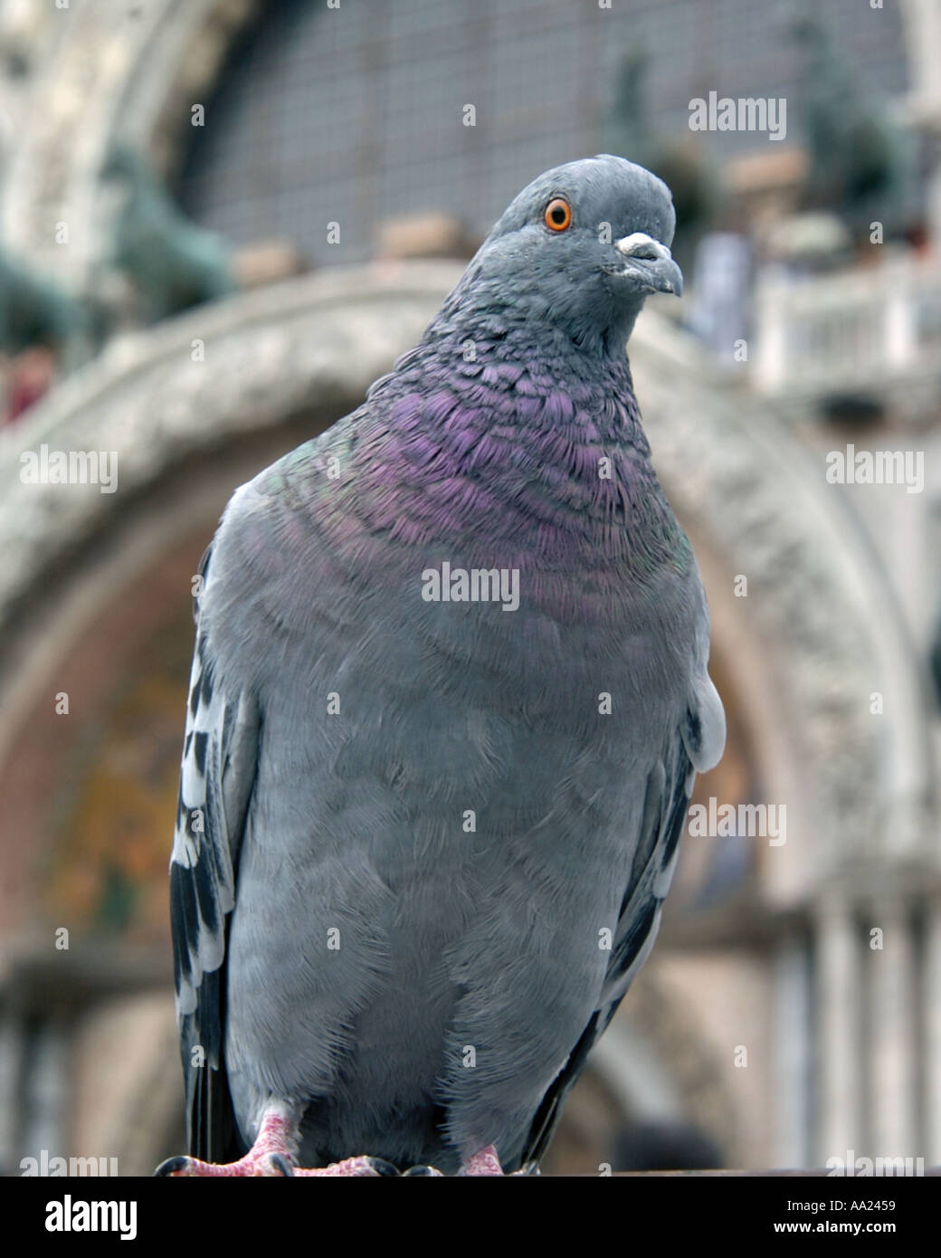 Pigeon outside St Mark's Basilica, Venice, Italy Stock Photo - Alamy
