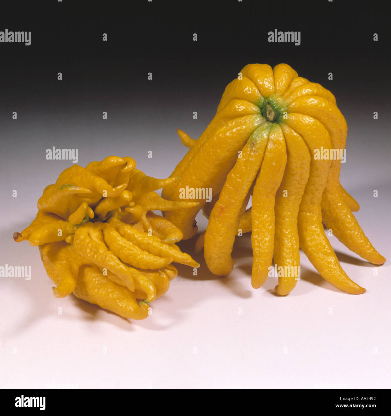 Buddha hand fruit hi-res stock photography and images - Alamy