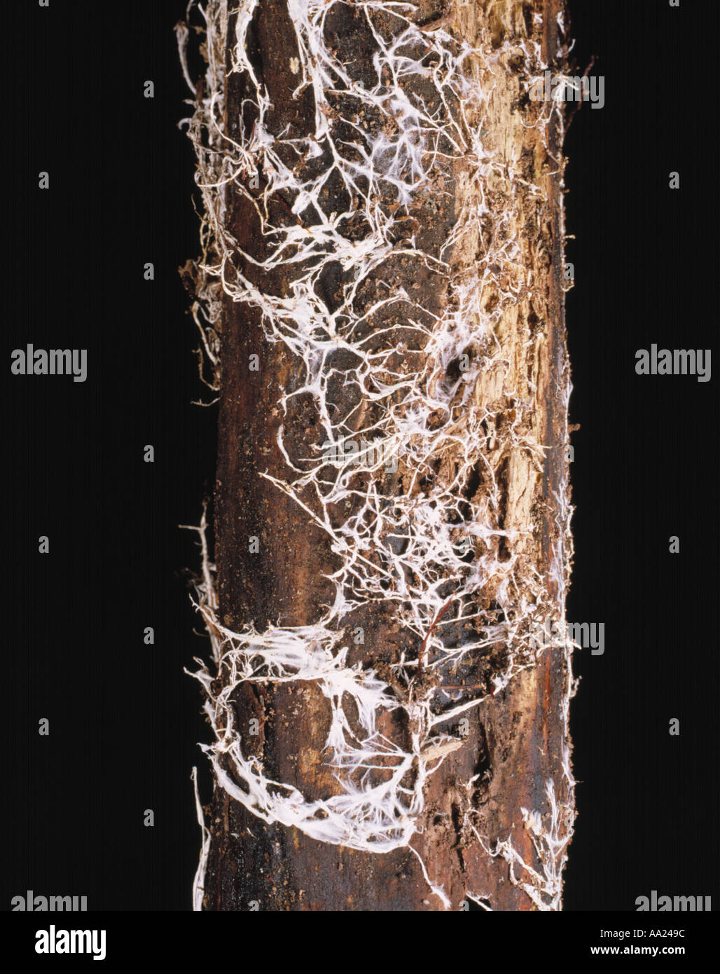 Honey fungus Armillaria mellea mycellium and rhizomorphs under the bark ...