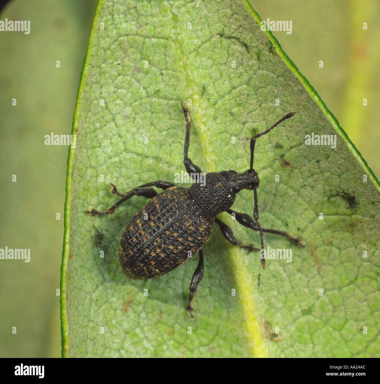 Vine weevil damage hi-res stock photography and images - Alamy
