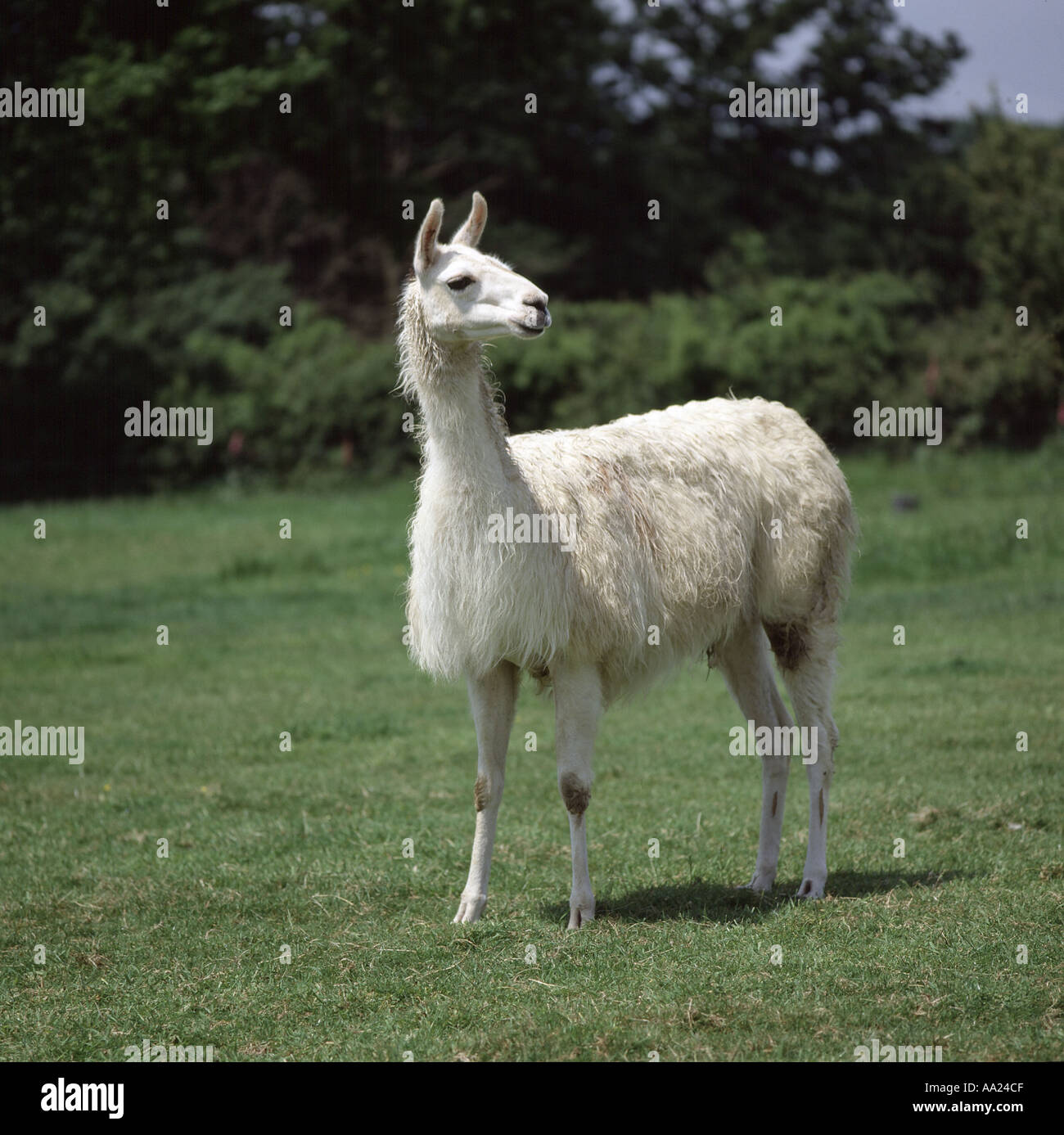 Llama material hi-res stock photography and images - Alamy