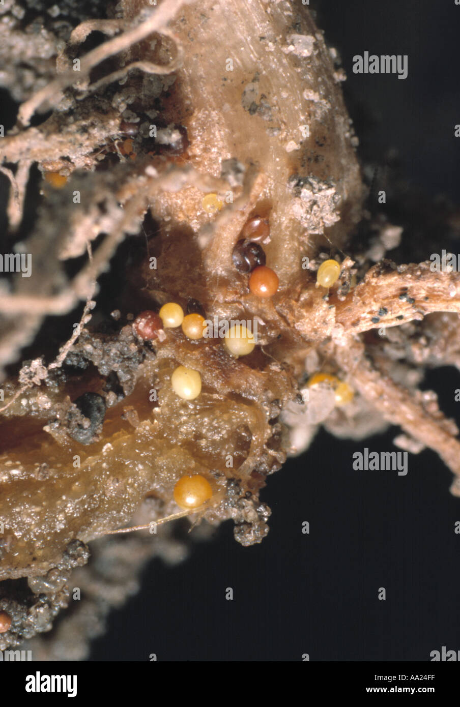 Secernentea hi-res stock photography and images - Alamy