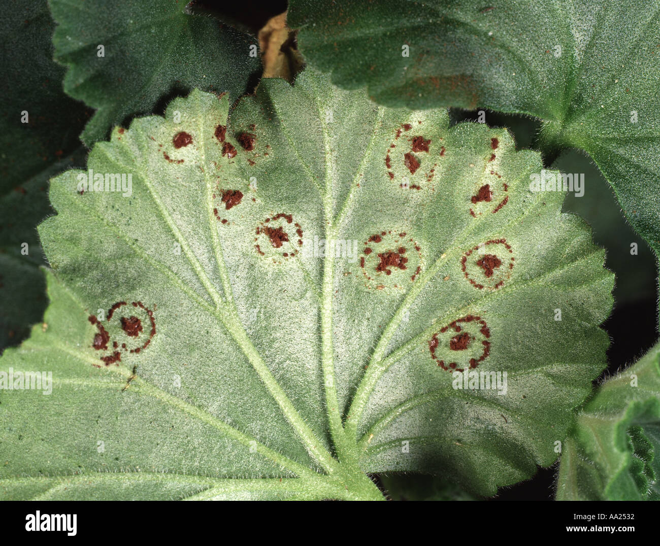 Pelargonium rust Puccinia pelargoni zonalis pustules on the leaf of a ...