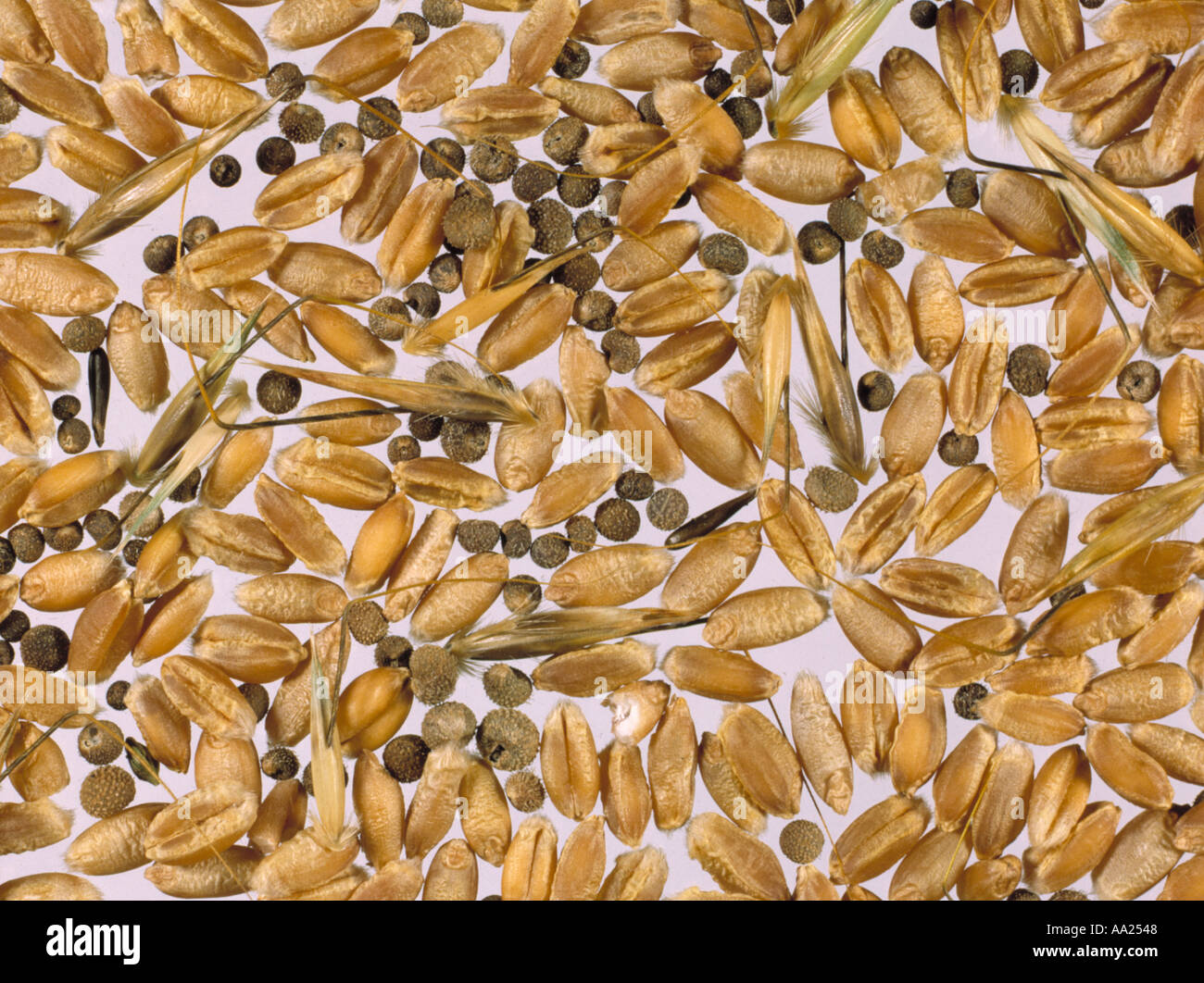 Wheat grain after harvest contaminated with weed seeds cleavers Galium ...