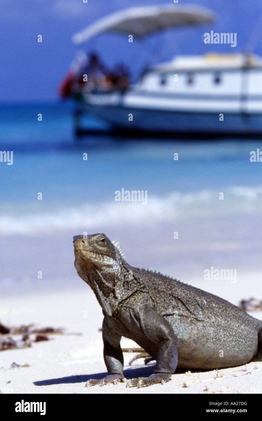Iguana, on LITTLE WATER CAY Turks and Caicos Islands, West indies ...