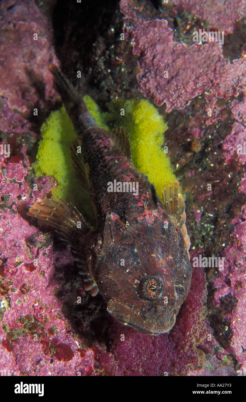 et150 Buffalo Sculpin, Enophrys bison. Male guarding eggs. Pacific ...