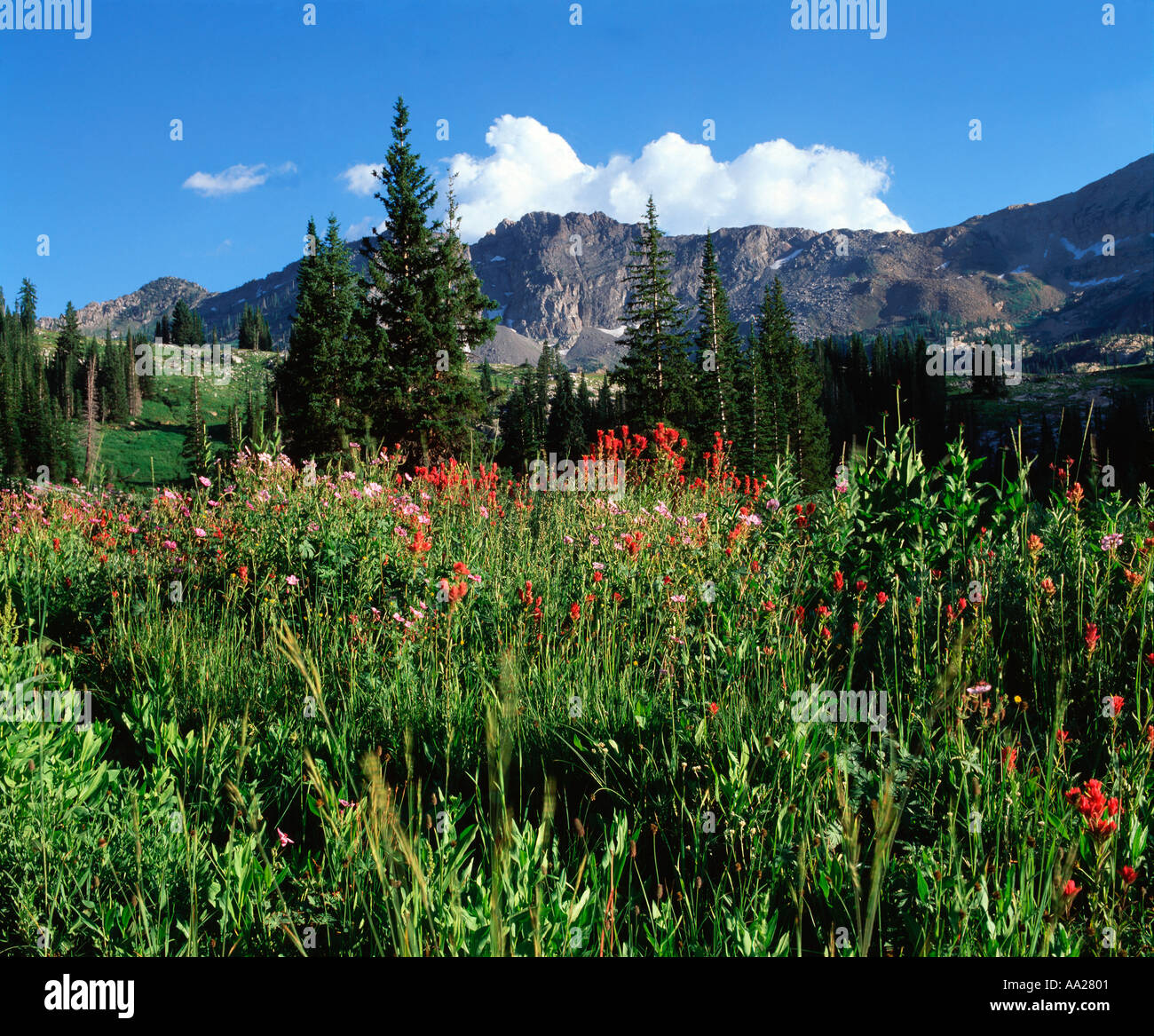 Alpine meadow with wildflowers below mountain peaks Stock Photo - Alamy