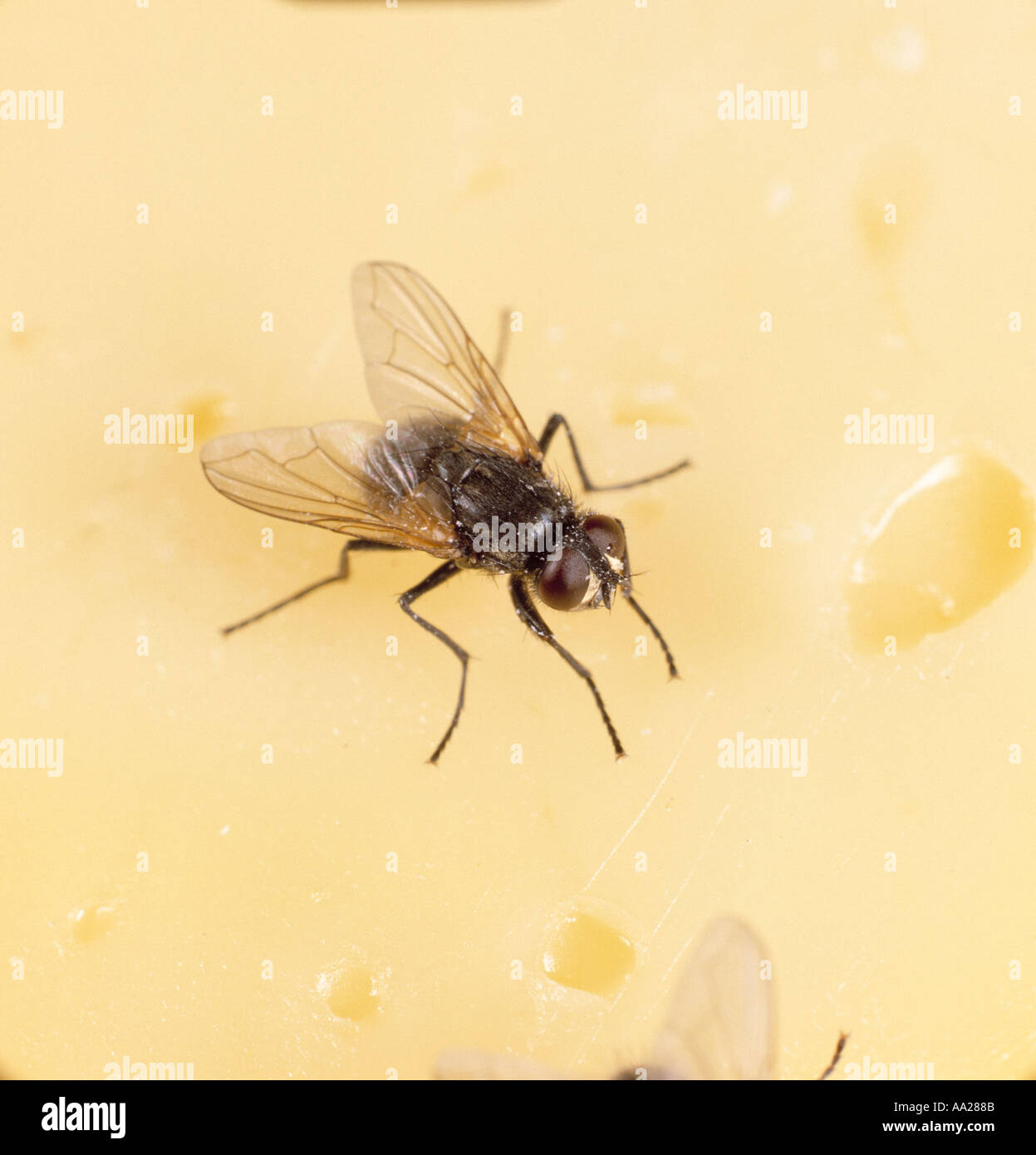 Musca domestica walking hi-res stock photography and images - Alamy