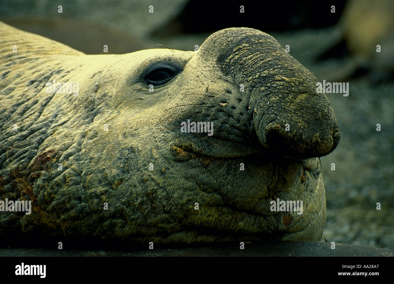 Elephant with scar hi-res stock photography and images - Alamy