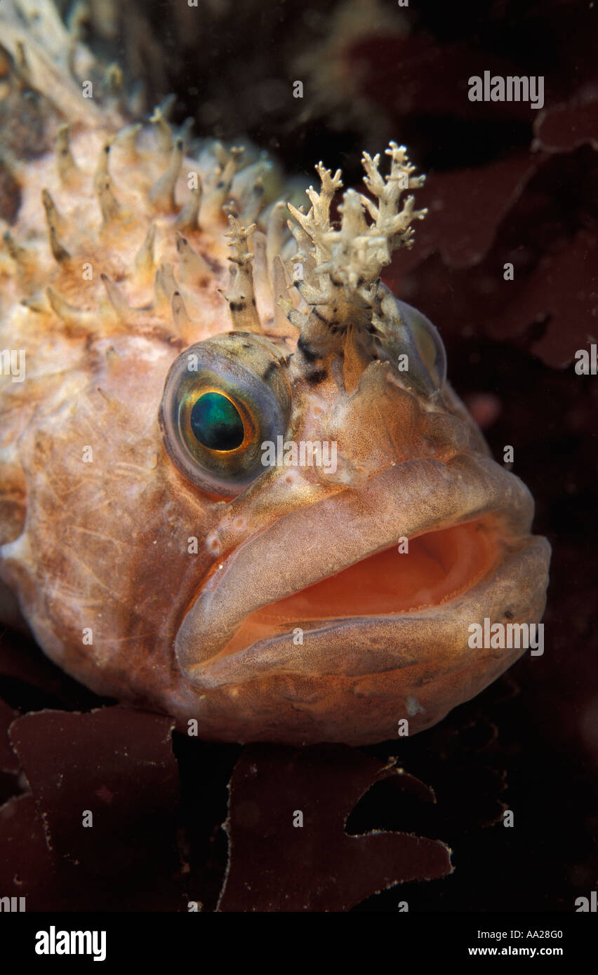 Warbonnet hi-res stock photography and images - Alamy