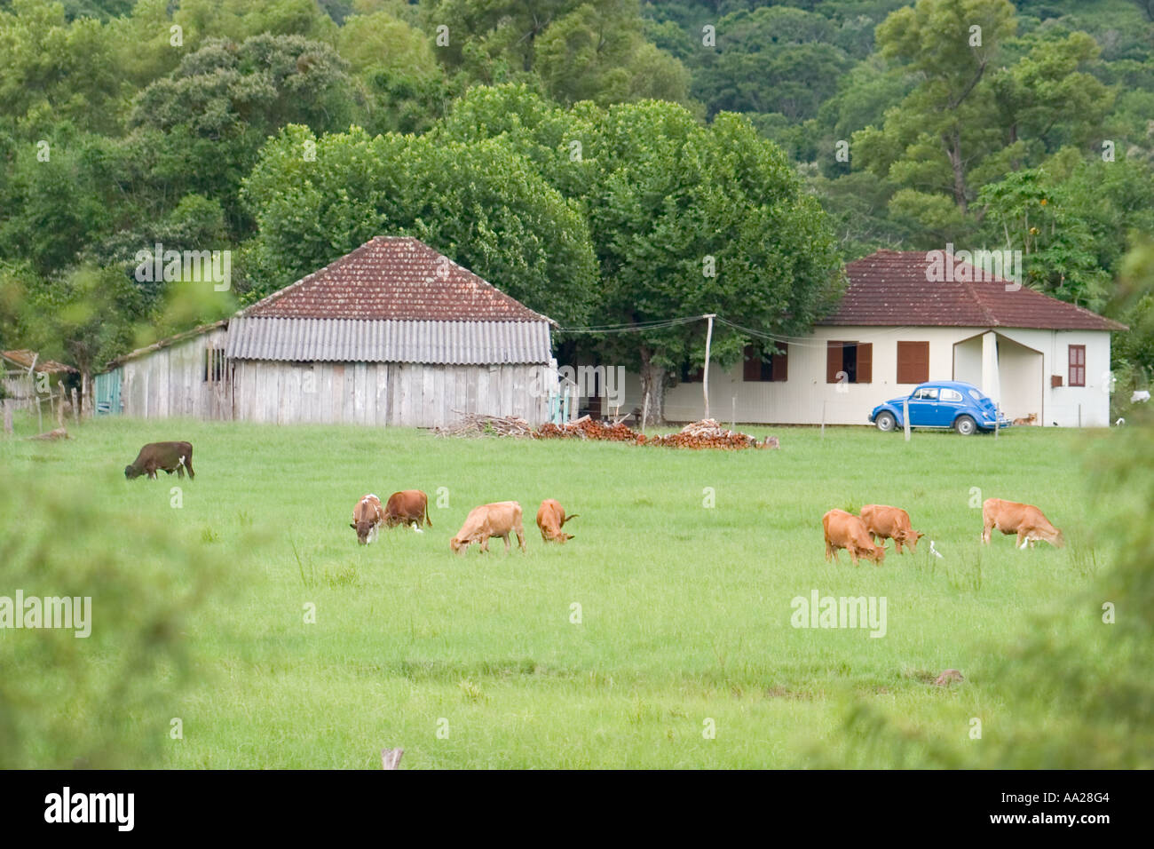 Lush green farm field with cows barn and farm house with VW bettle ...