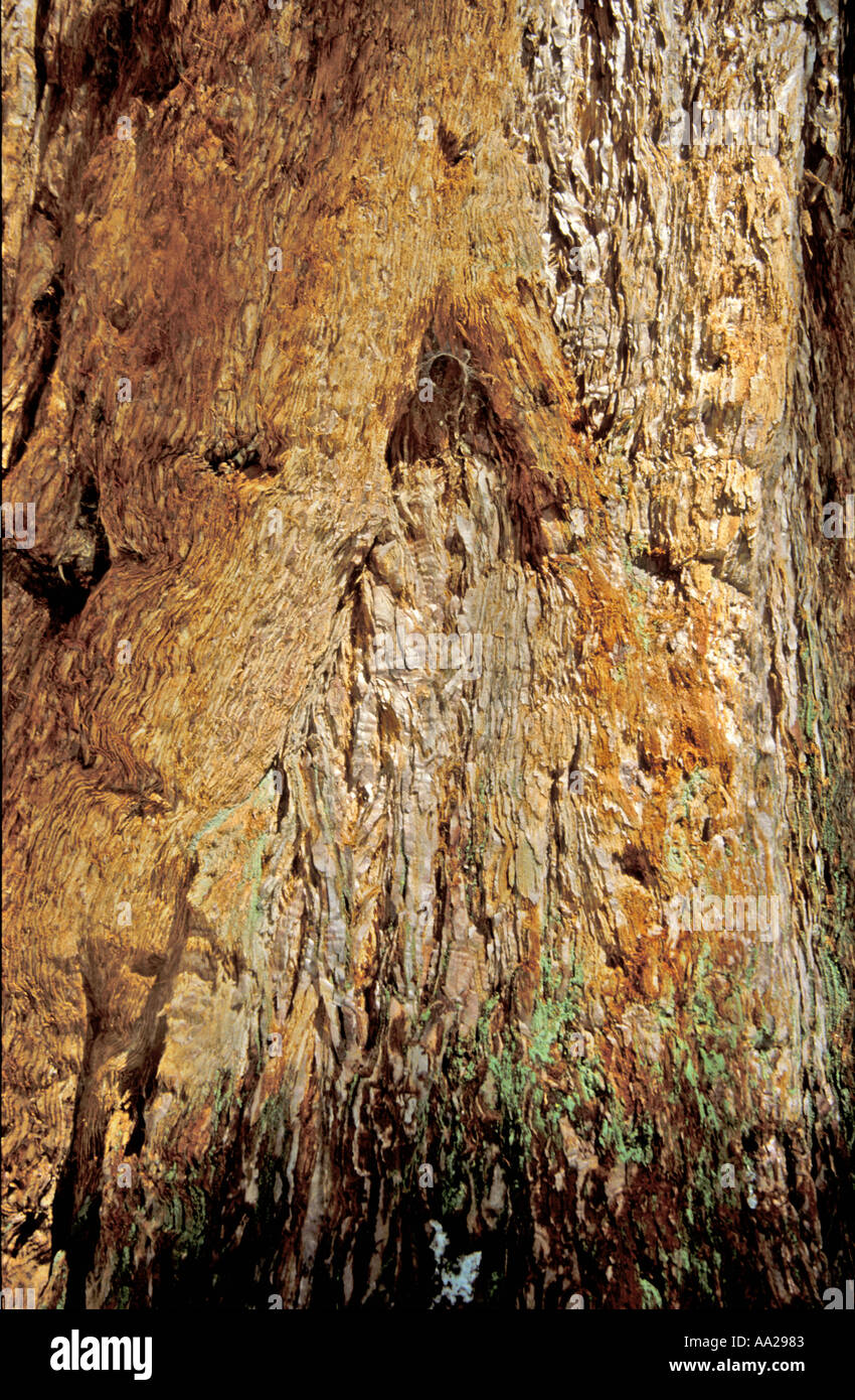 Giant sequoia fire scar hi-res stock photography and images - Alamy
