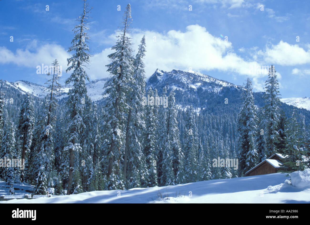 Sequoia National Park Stock Photo - Alamy
