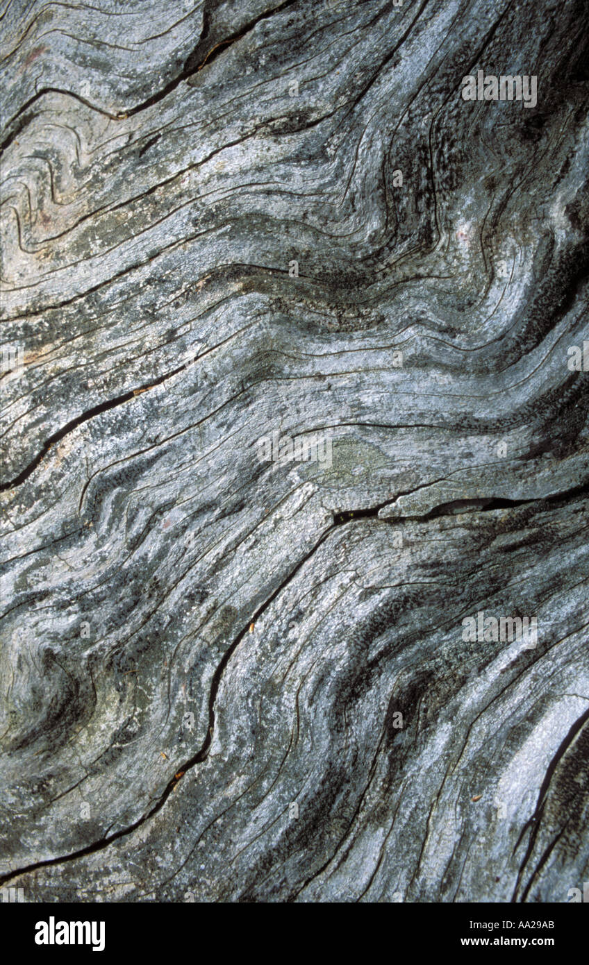 Dead tree pattern Stock Photo - Alamy