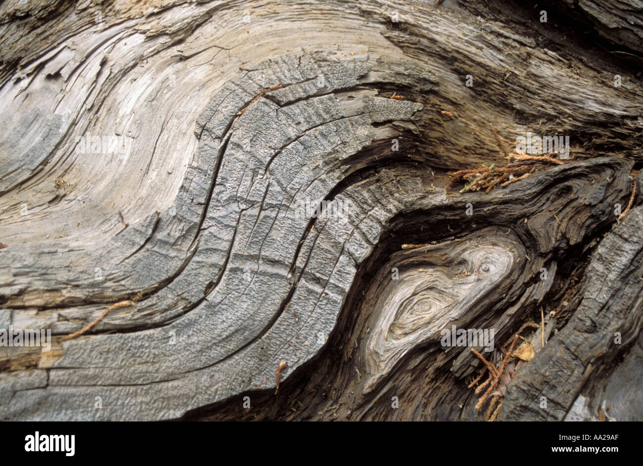 Dead flora hi-res stock photography and images - Alamy