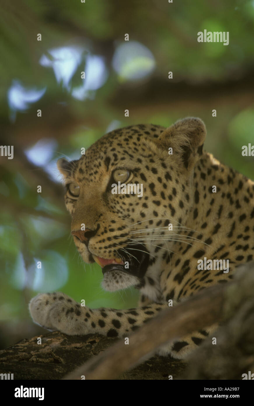 Leopard Panthera pardus Stock Photo - Alamy