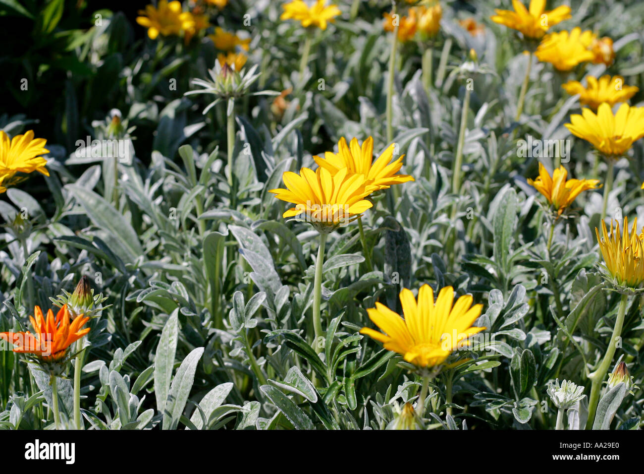 Yellow gray leaves hi-res stock photography and images - Alamy