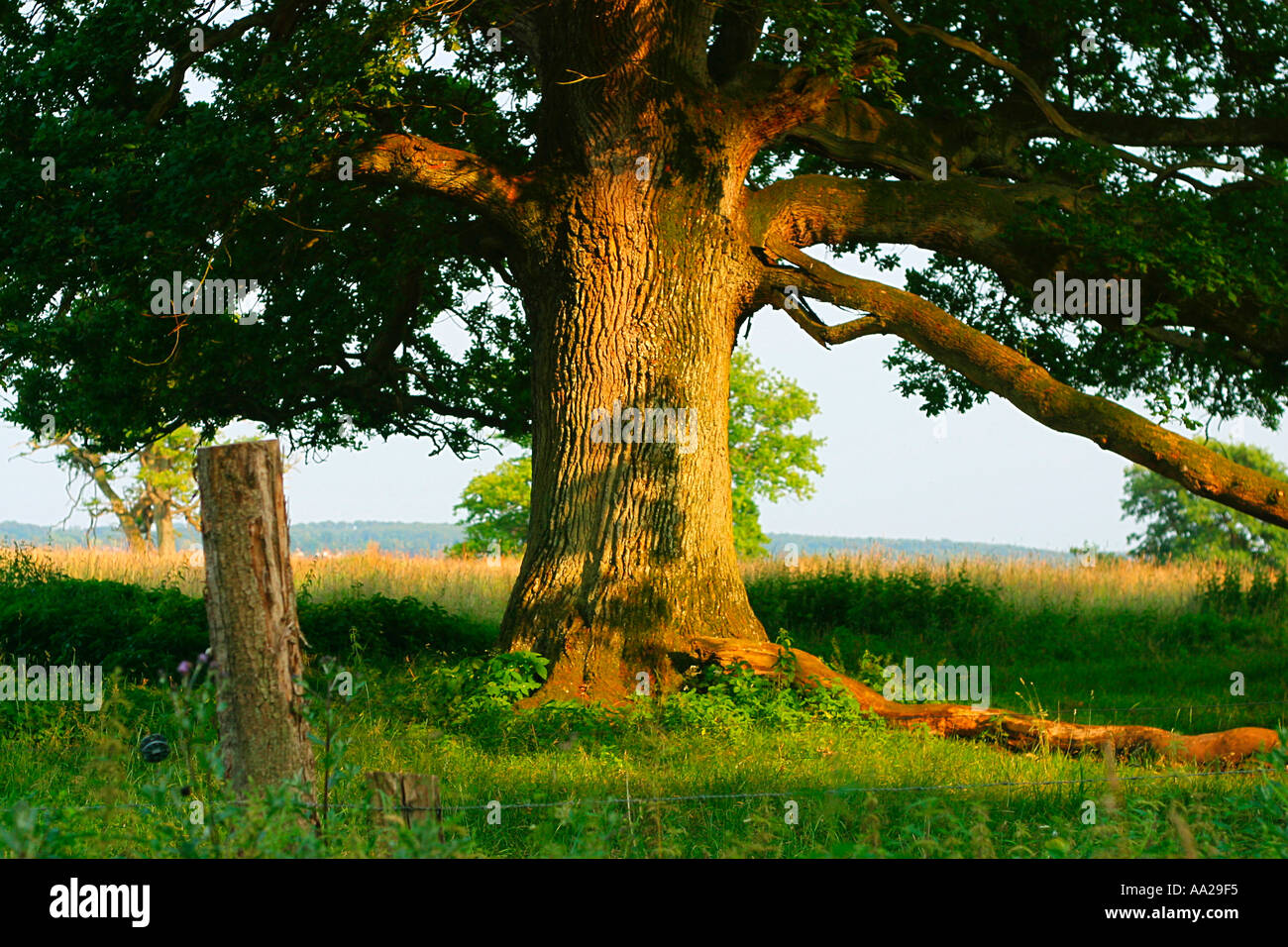 Oak tree at sunset Stock Photo - Alamy