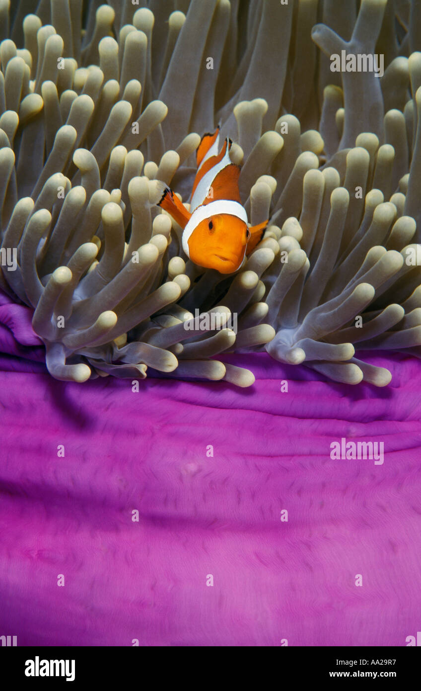 Nemo hi-res stock photography and images - Alamy