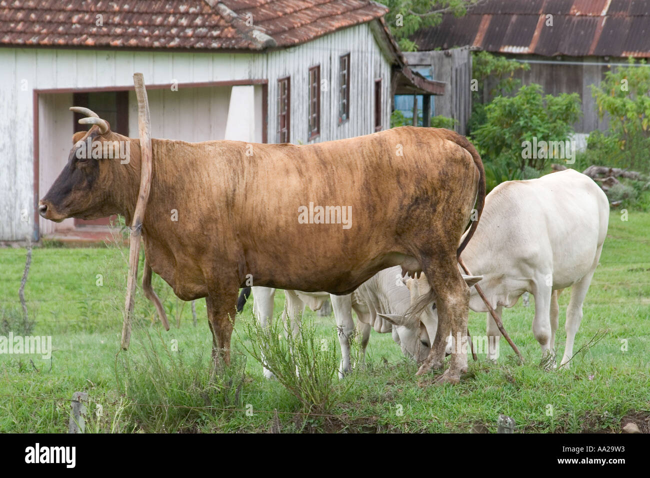 Brazil livestock farmer hi-res stock photography and images - Alamy