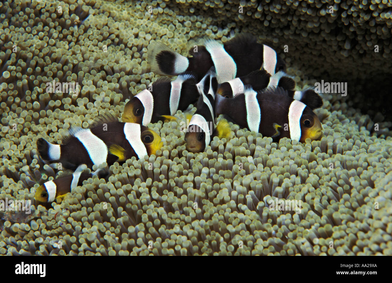 Sleeping clownfish High Resolution Stock Photography and Images - Alamy
