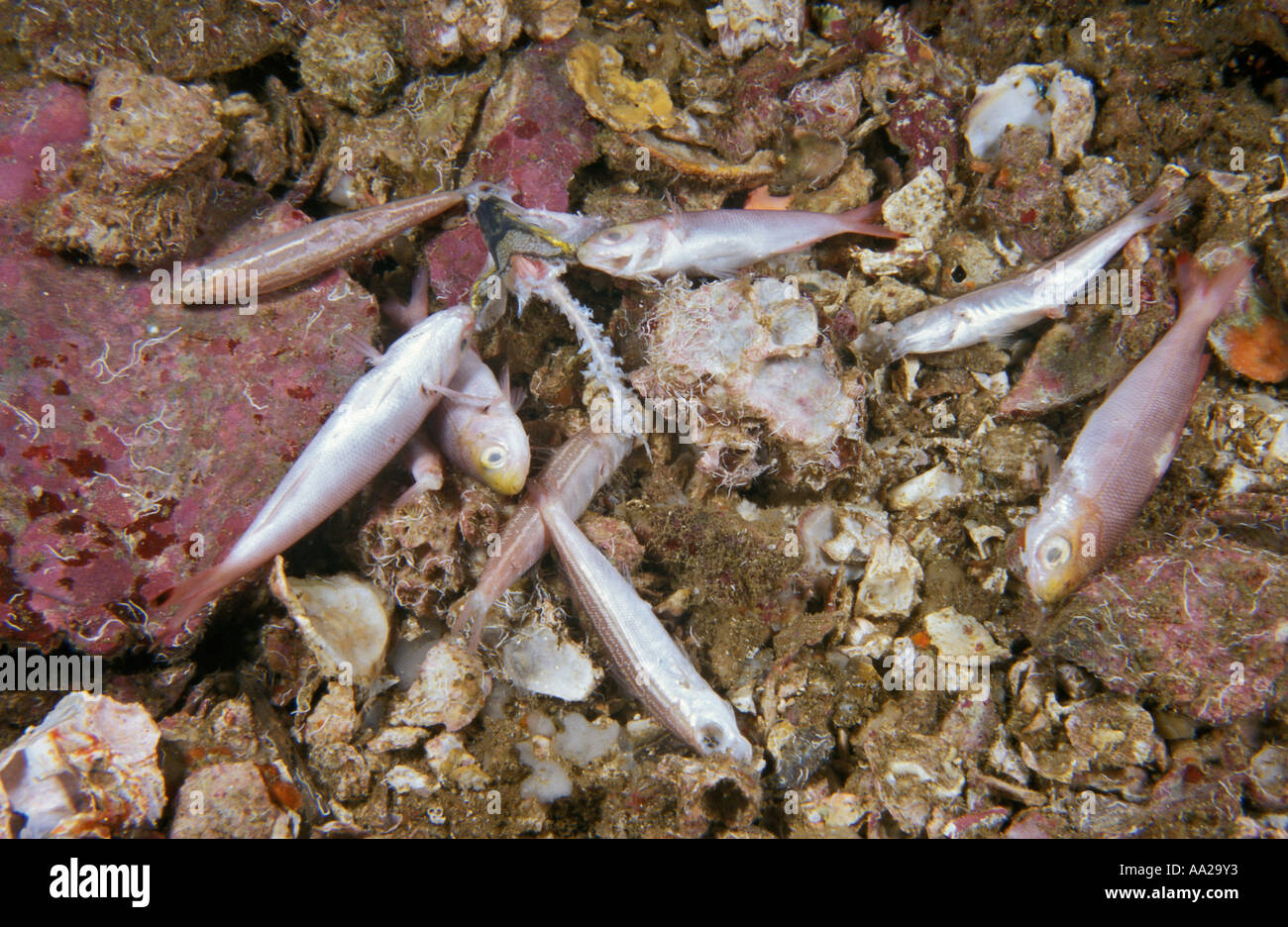 The Harmful Effects Of Dynamite Fishing On Coral Reefs | atelier-yuwa ...