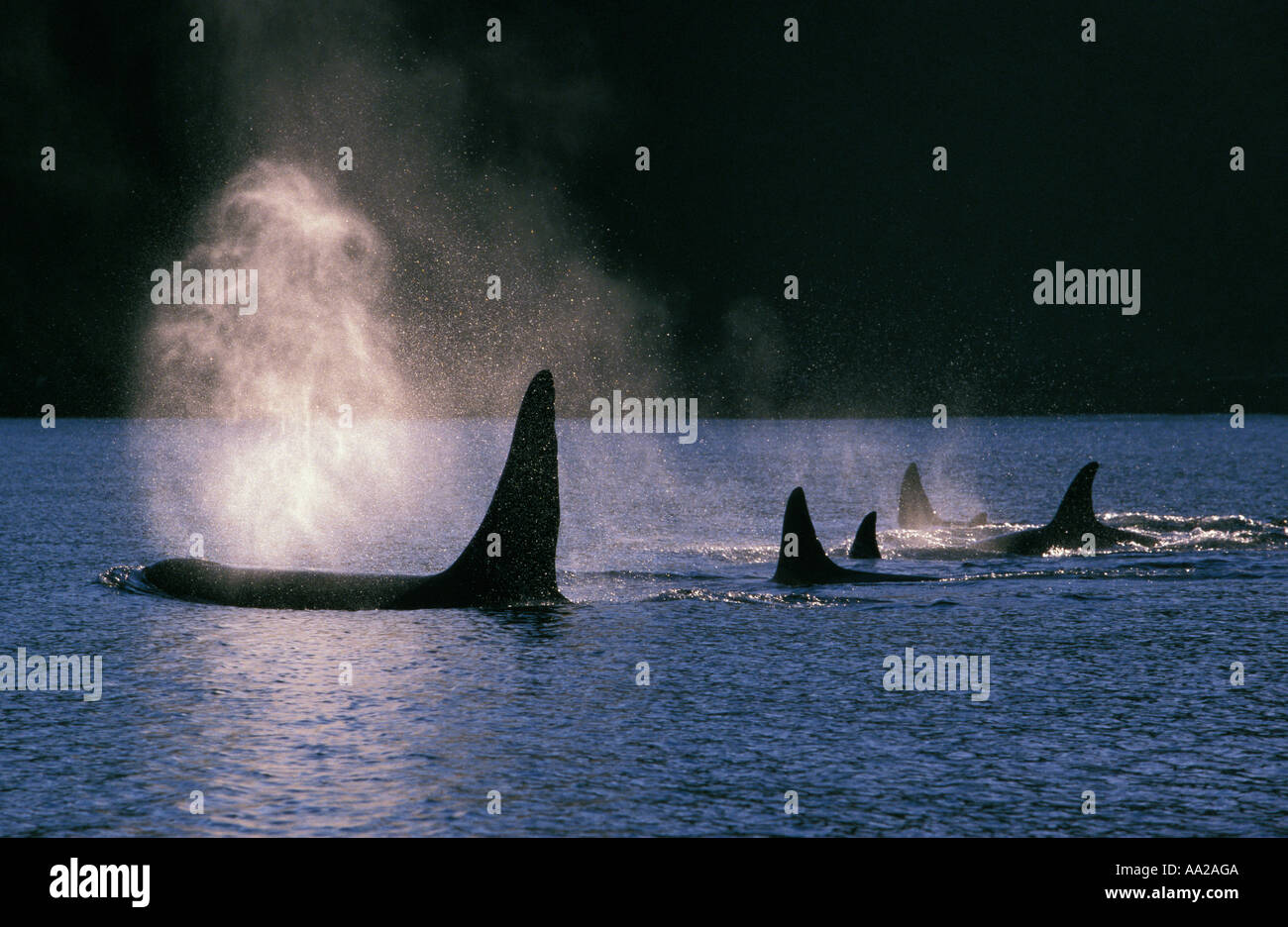 lx2 Orcas spouting at sunrise, Orcinus orca. Also called Killer Whales ...