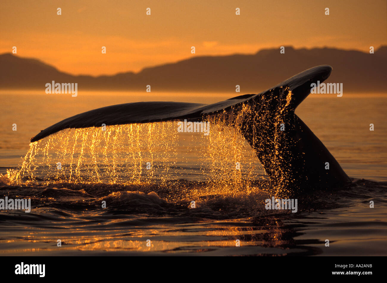 mi65 Humpback Whale tail flukes, Megaptera novaeangliae. Alaska USA ...