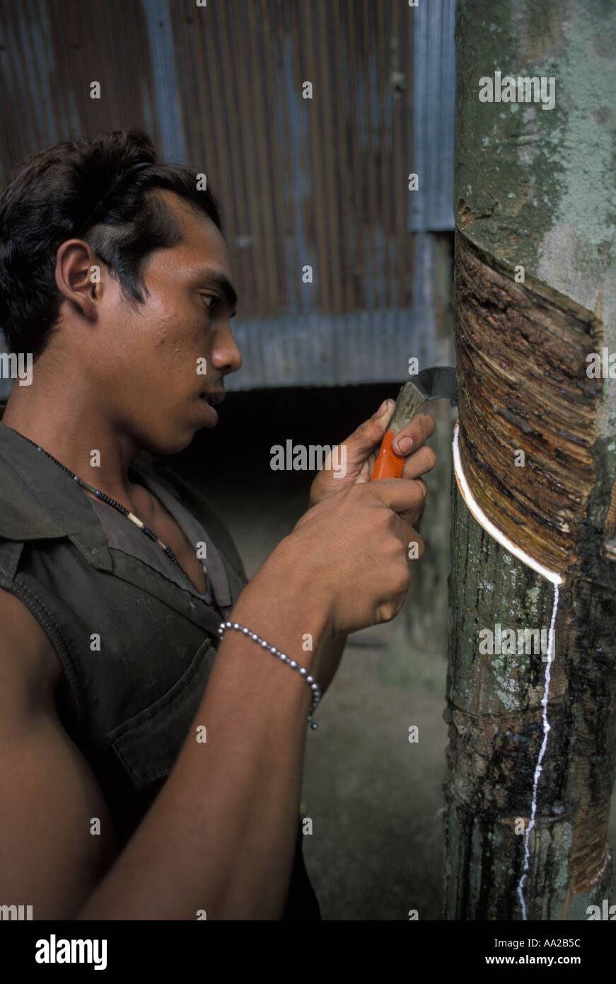 THAILAND Trang. A rubber farmer taps the white sap to make latex Rubber ...